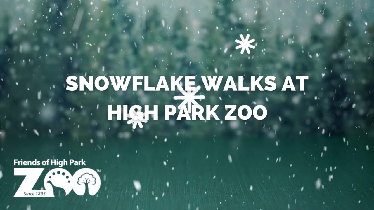 Snowflake Walks at the High Park Zoo – Neighbur